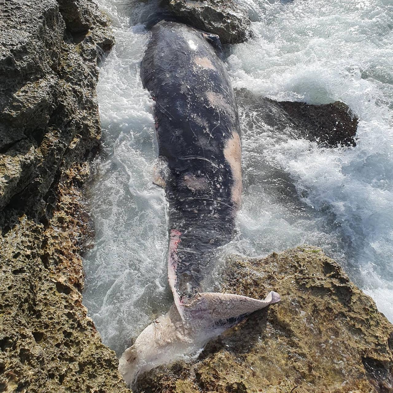 Toter Schnabelwal im Süden von Mallorca entdeckt