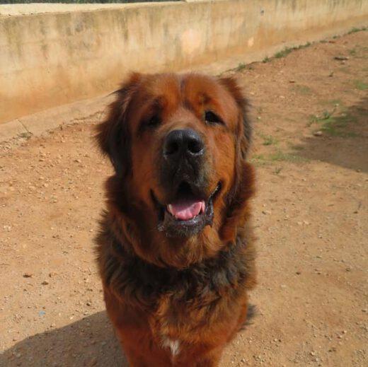 Wohltätigkeitsessen für SOS Animal