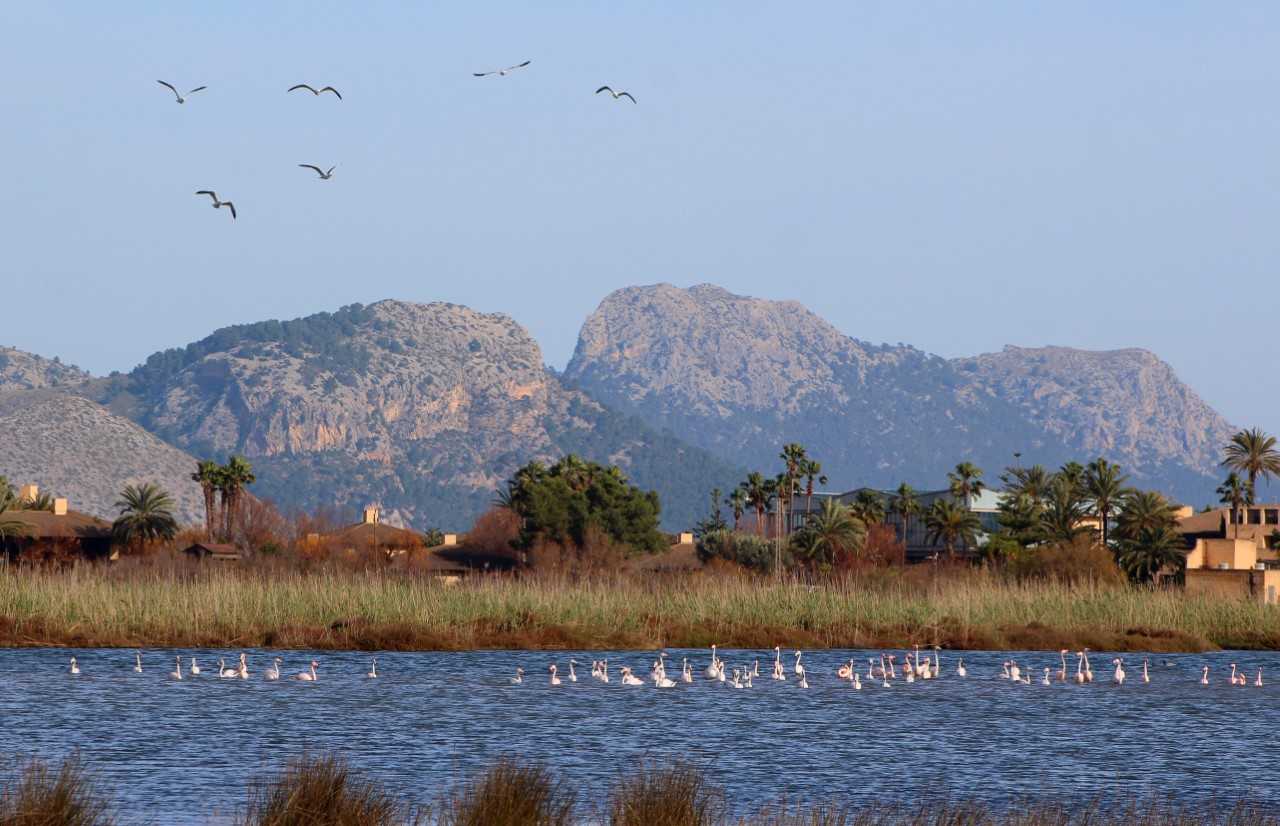 40 Flamingo-Küken im Naturpark Albufera auf Mallorca geschlüpft