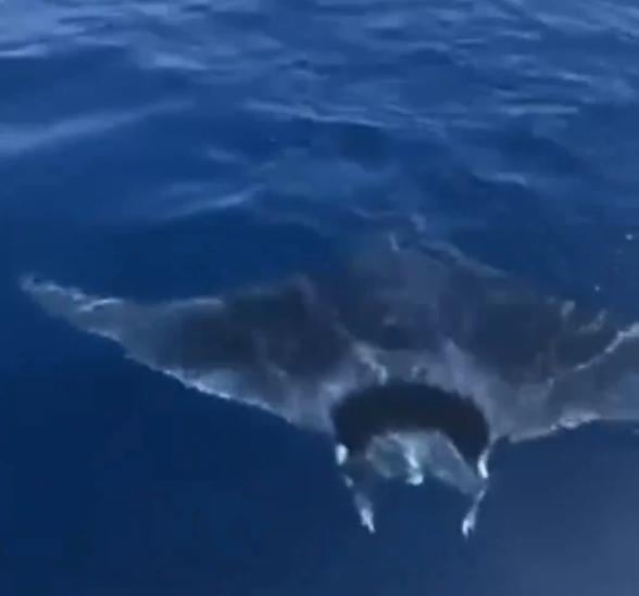 Fischer filmten das Ungetüm: Meterlanger Rochen im Meer vor Mallorca ...