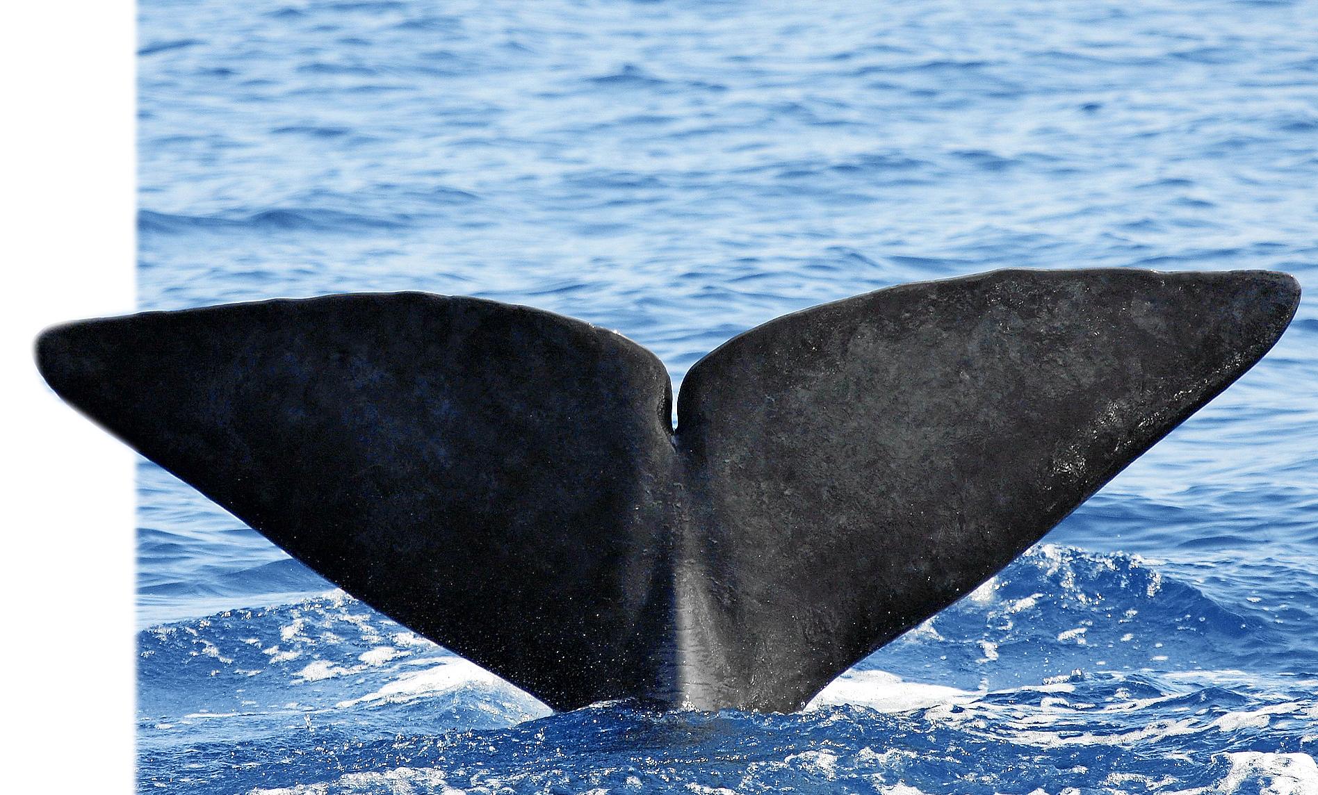 Pottwale vor Menorca