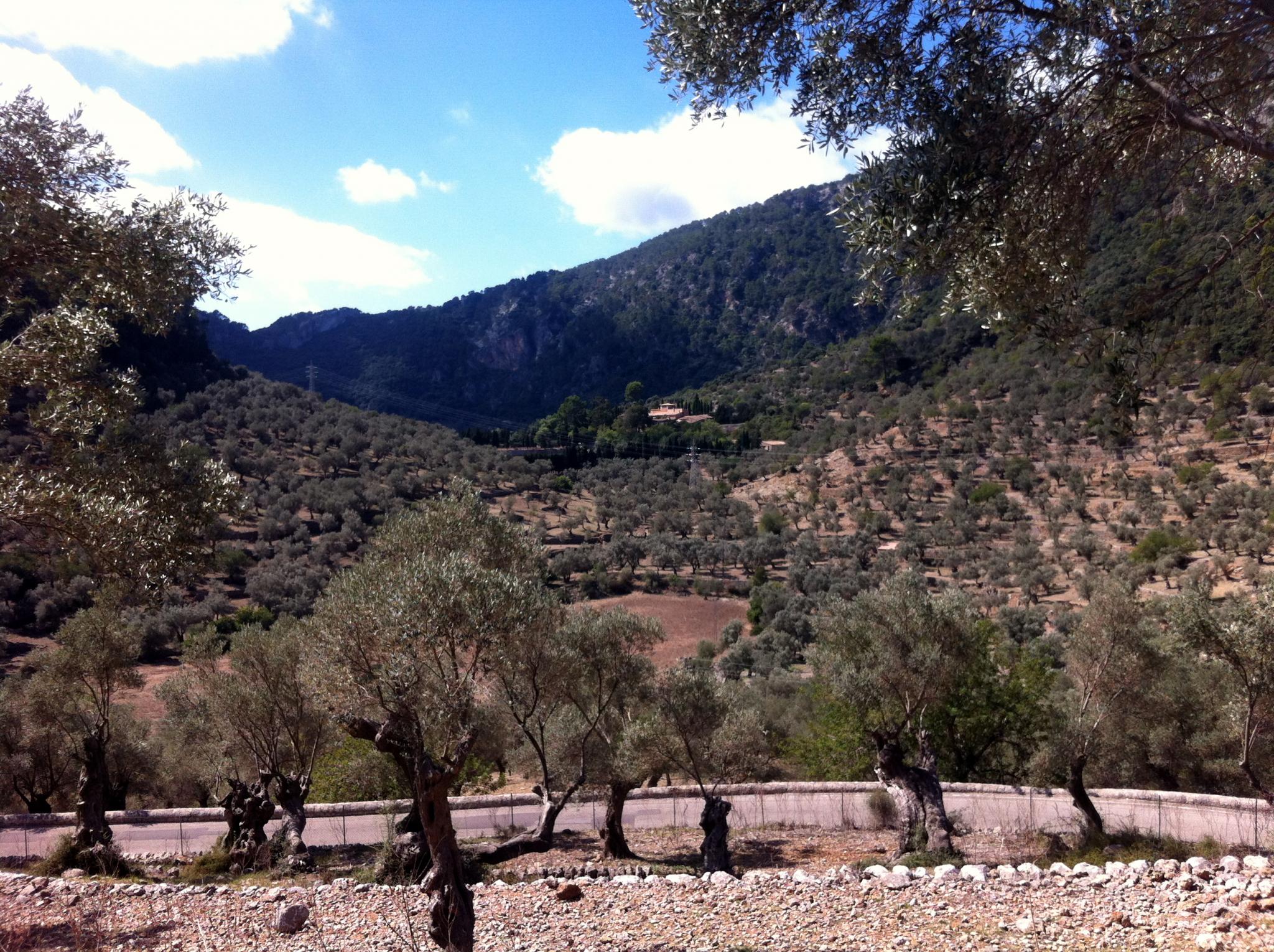 Fotogalerie: Unterwegs auf der Passstraße Coll de Sóller