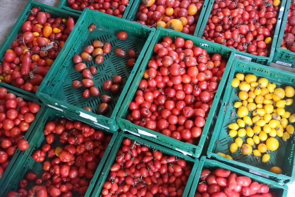 Forscher züchten neuartige Strauchtomate