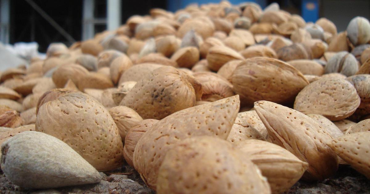 Giftige Mandeln aus Australien sollten auf Mallorca verkauft werden