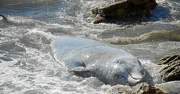 Seltener Schnabelwal angespült