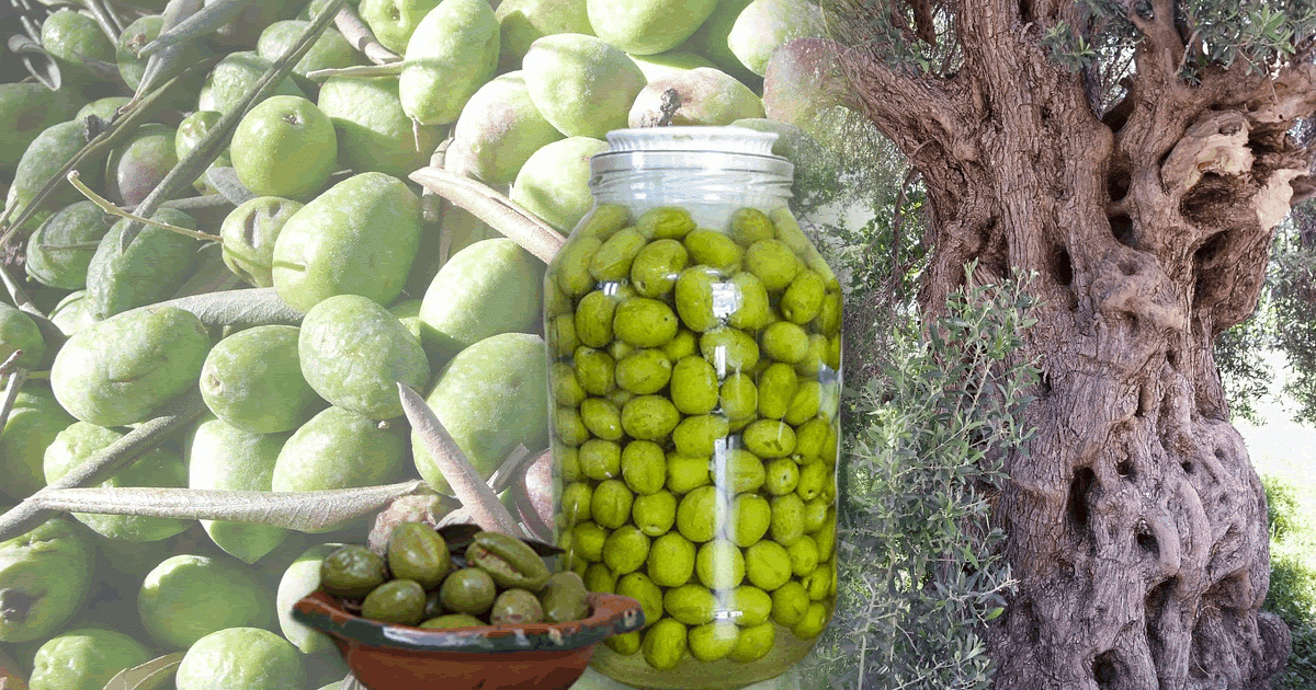 Oliven zum Selbst Einlegen!