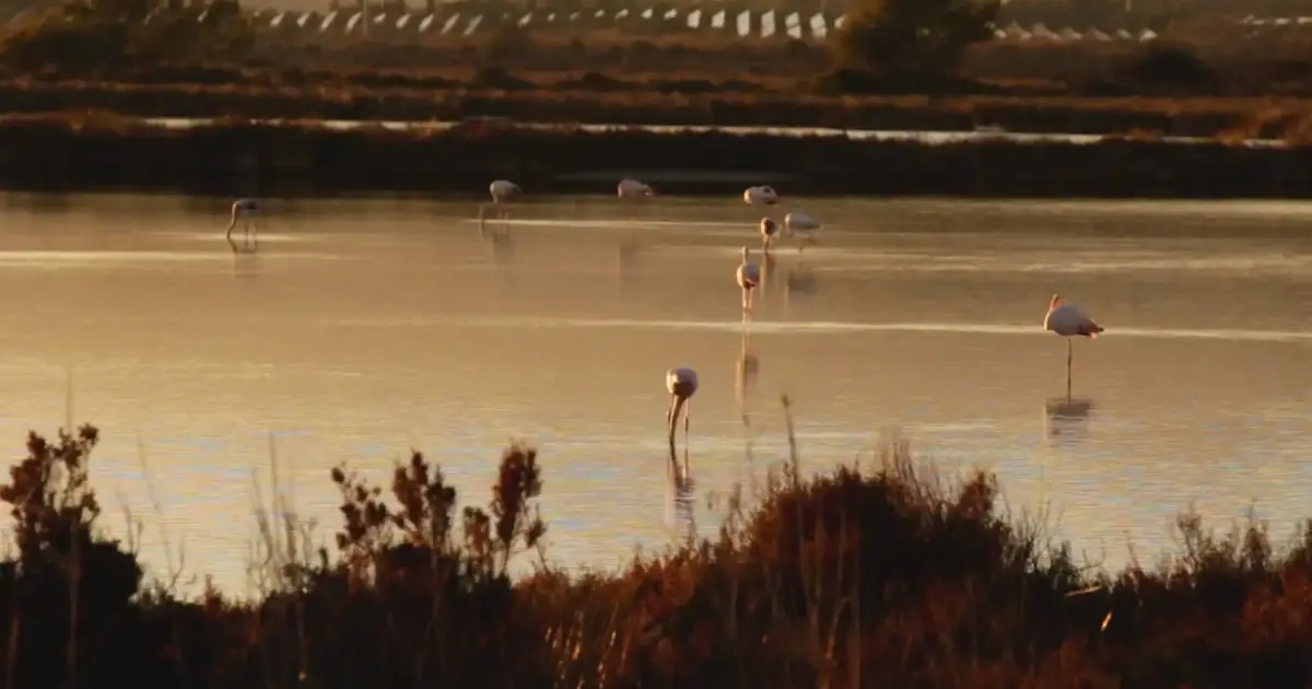 So waten Flamingos durch die Gewässer des Naturparks Albufera auf Mallorca
