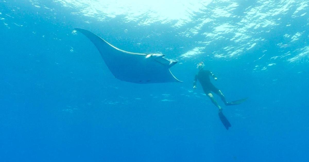 Mysteriös: Plötzlich werden immer mehr Manta-Rochen an Strände auf ...