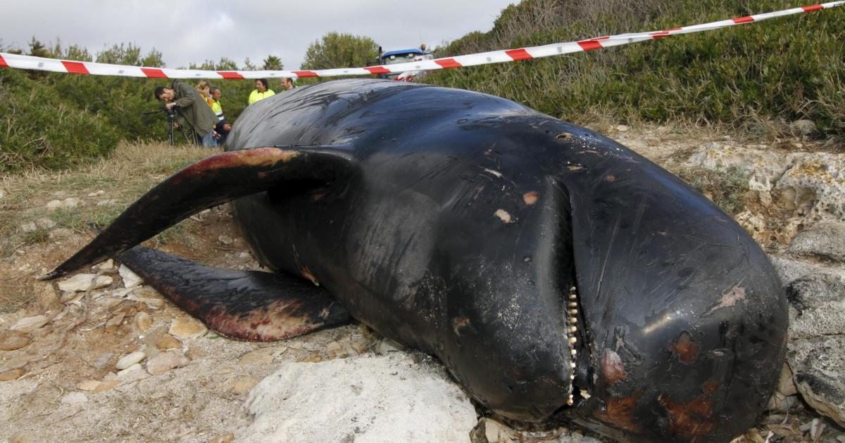 Toter Grindwal an der Küste von Menorca angetrieben